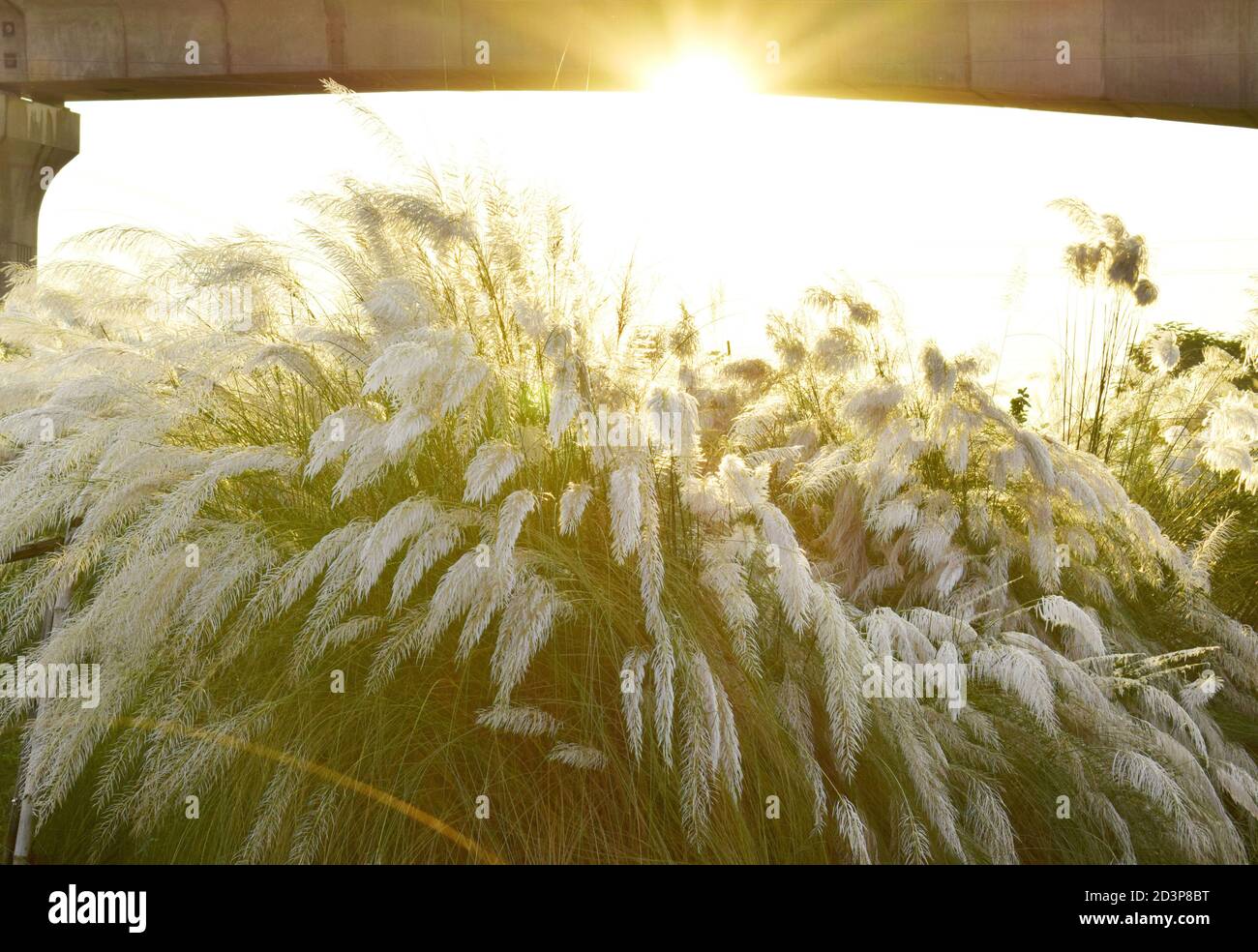 A beautiful natural scenery with catkin flower with Sun background ...