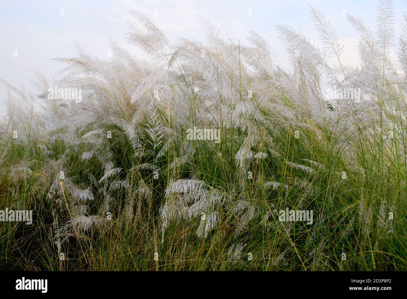 A beautiful natural scenery with catkin flower with Sun background ...
