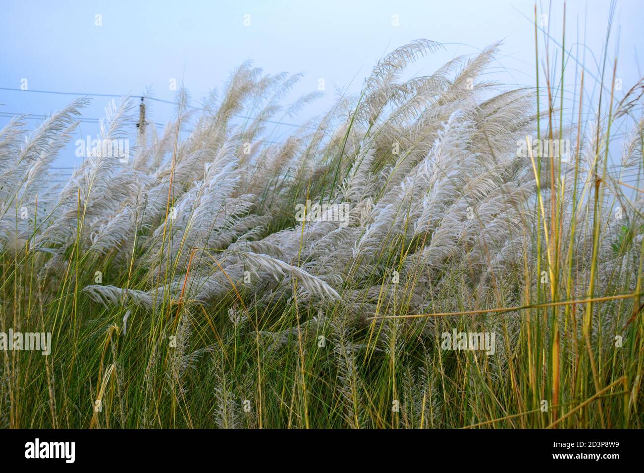 A beautiful natural scenery with catkin flower with Sun background ...
