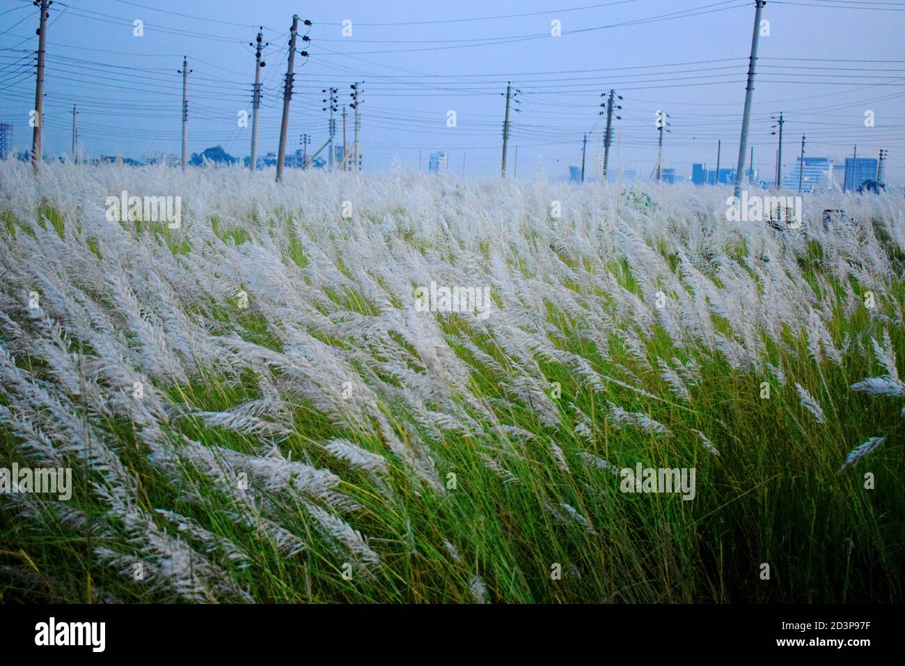 A beautiful natural scenery with catkin flower with green background ...