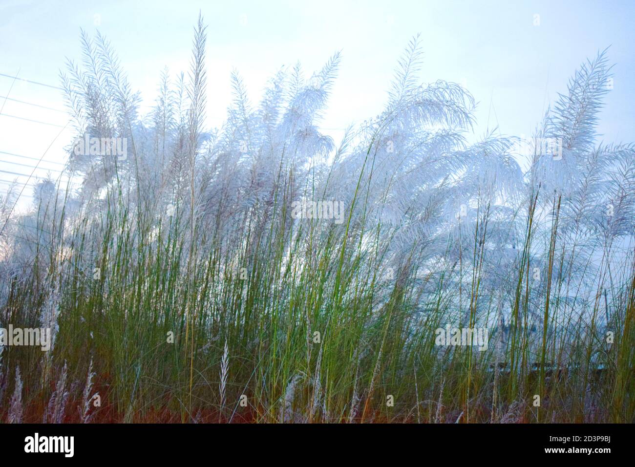 Kash flower hi-res stock photography and images - Alamy