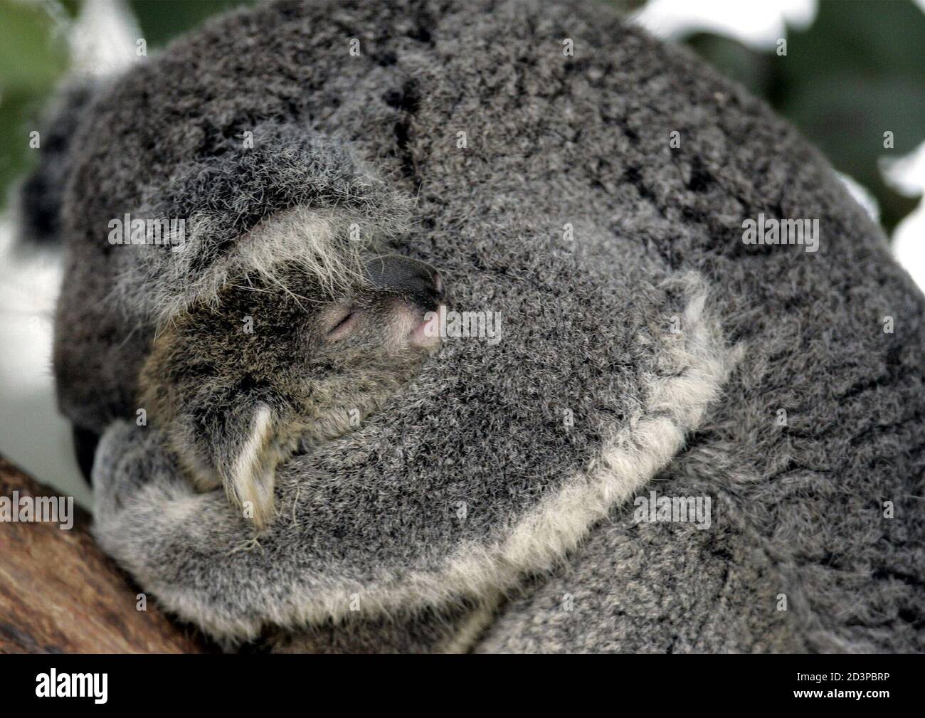 Australian Koala Foundation High Resolution Stock Photography and ...