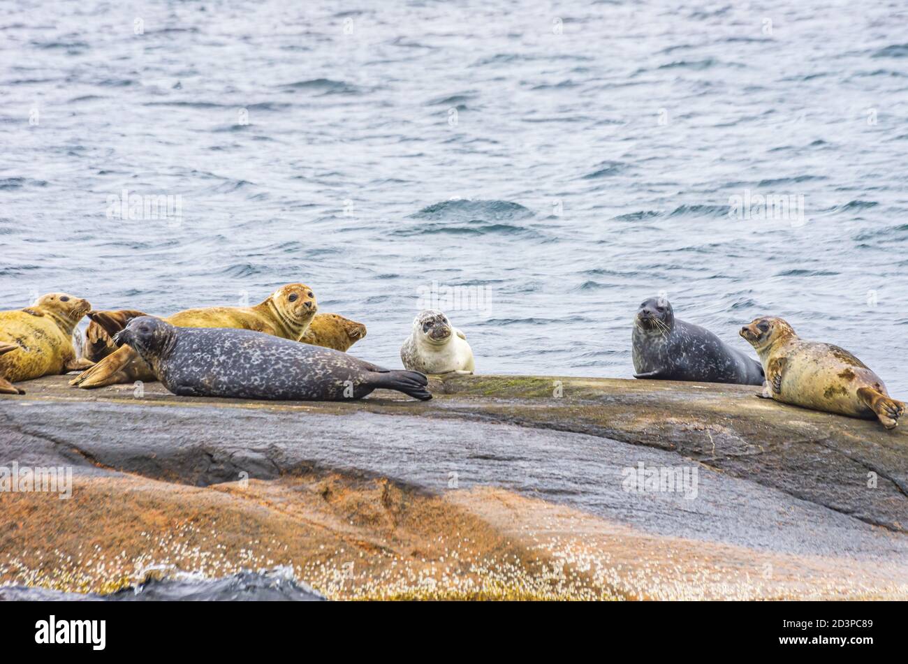 Colony of seals on a rocky island in the archipelago off Lysekil ...