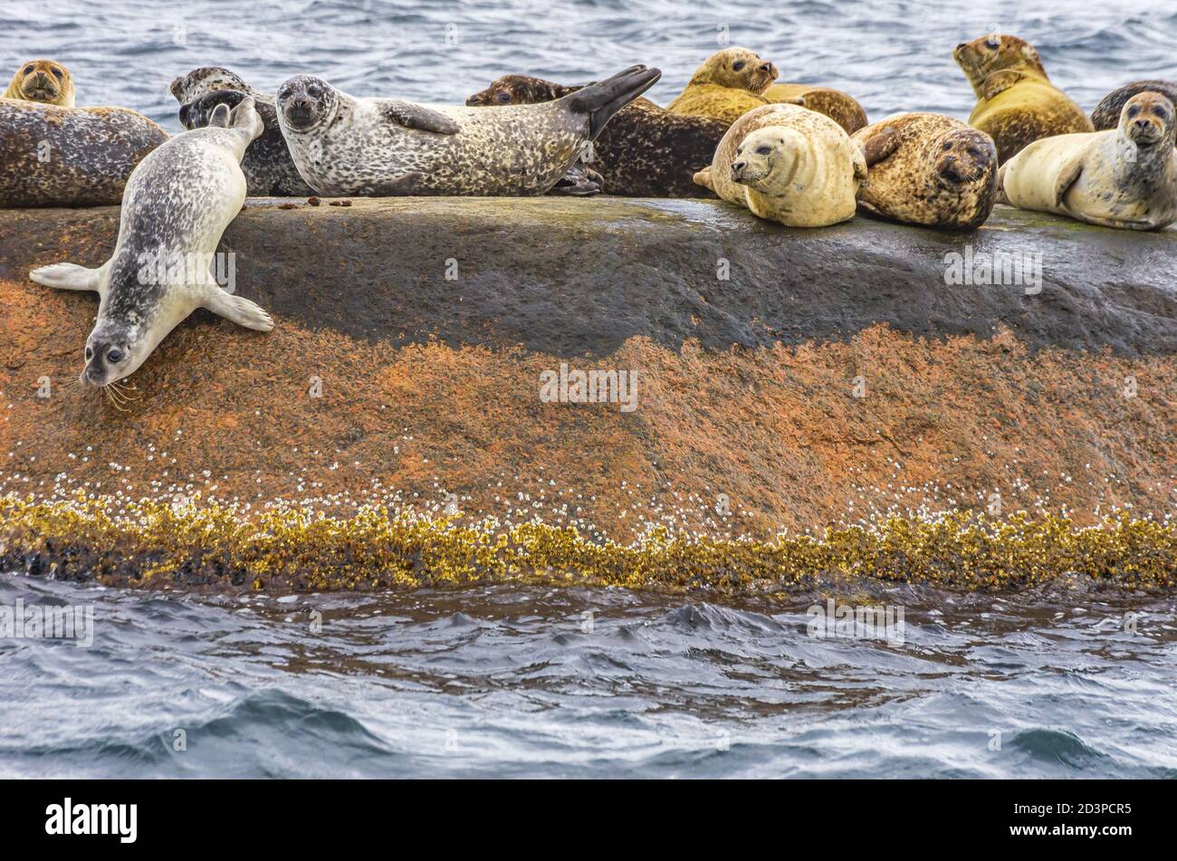 Colony of seals on a rocky island in the archipelago off Lysekil ...