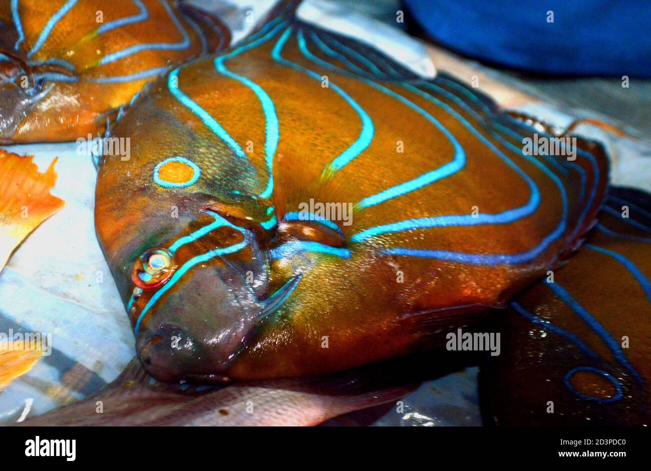 Traditional Fresh seafood Fish photographed in fish market Stock Photo ...