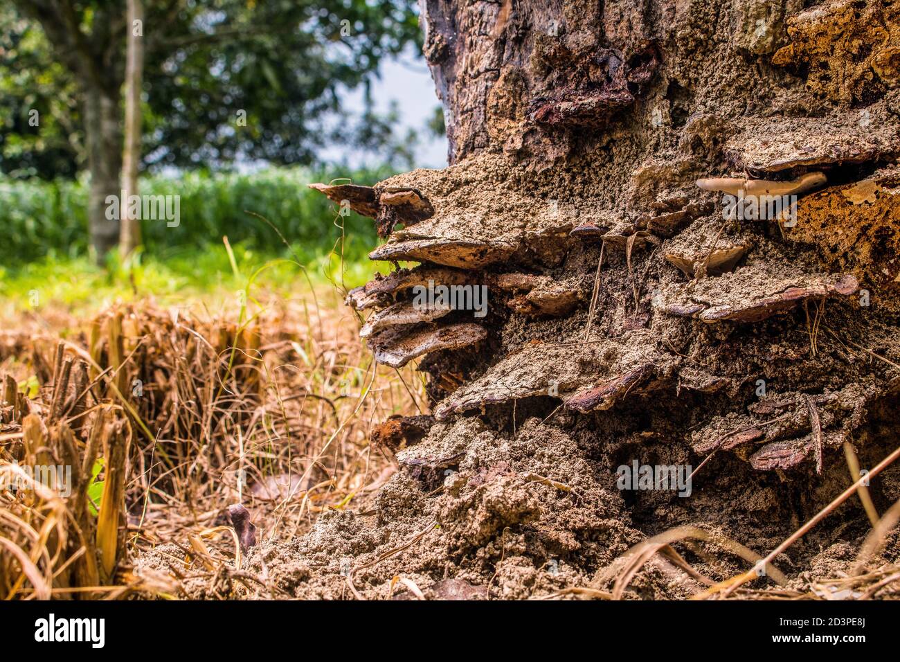 The cut part of the mahogany tree is the scene after the fungus has ...