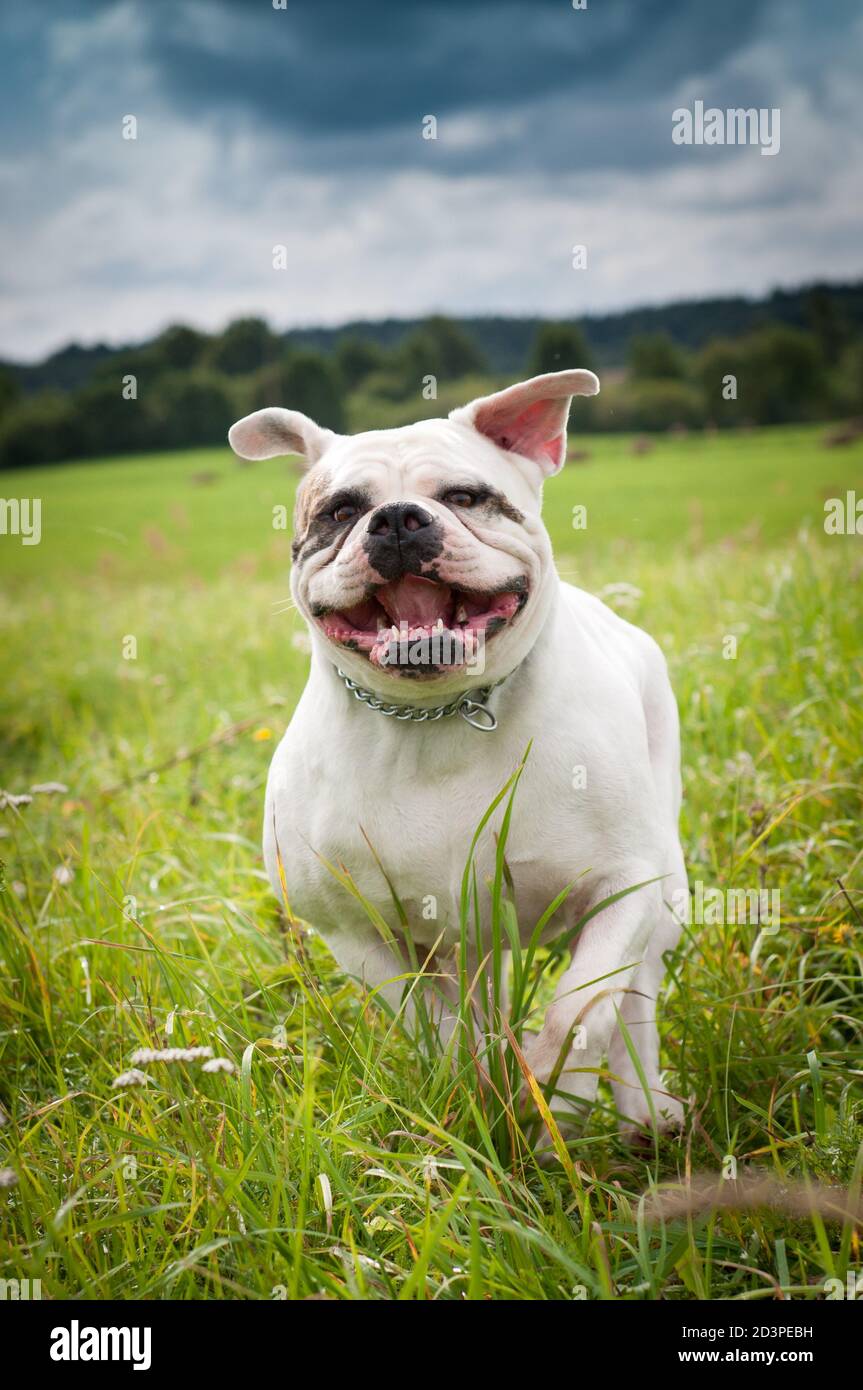 Bull bulldog hi-res stock photography and images - Alamy