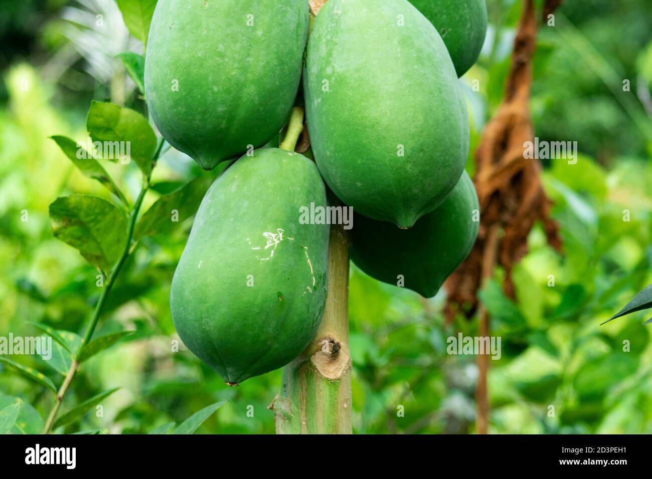 Papaya africa hi-res stock photography and images - Alamy