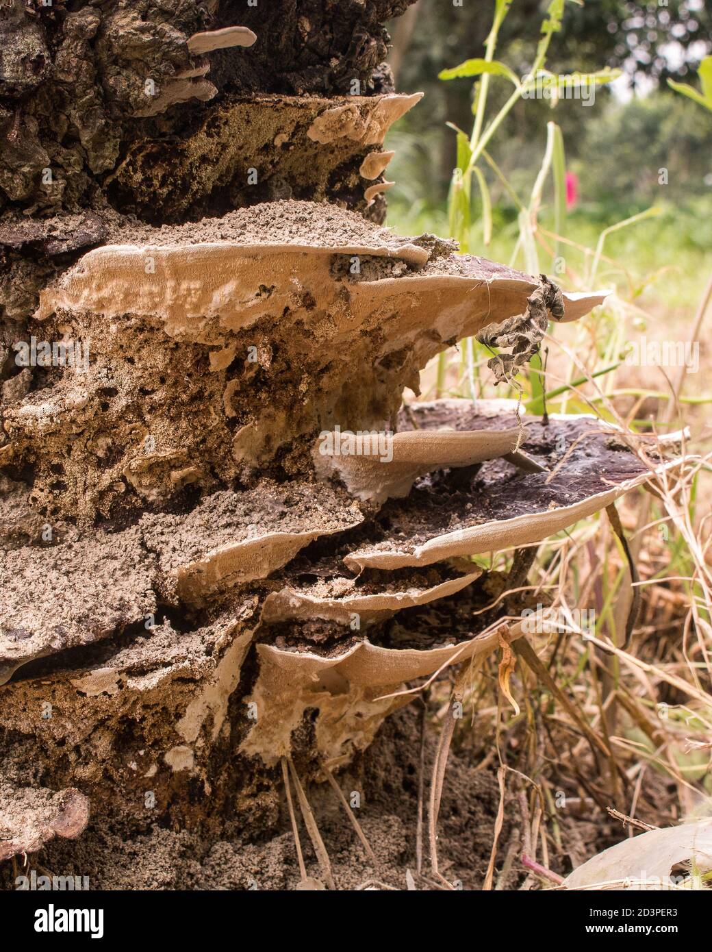 Mahogany Tree High Resolution Stock Photography and Images - Alamy