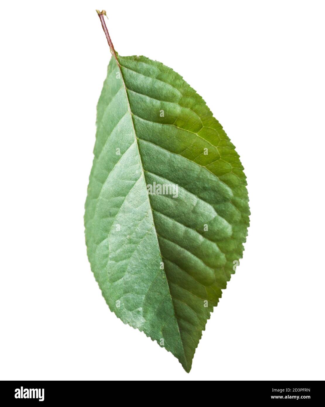 Cherry leaf hi-res stock photography and images - Alamy