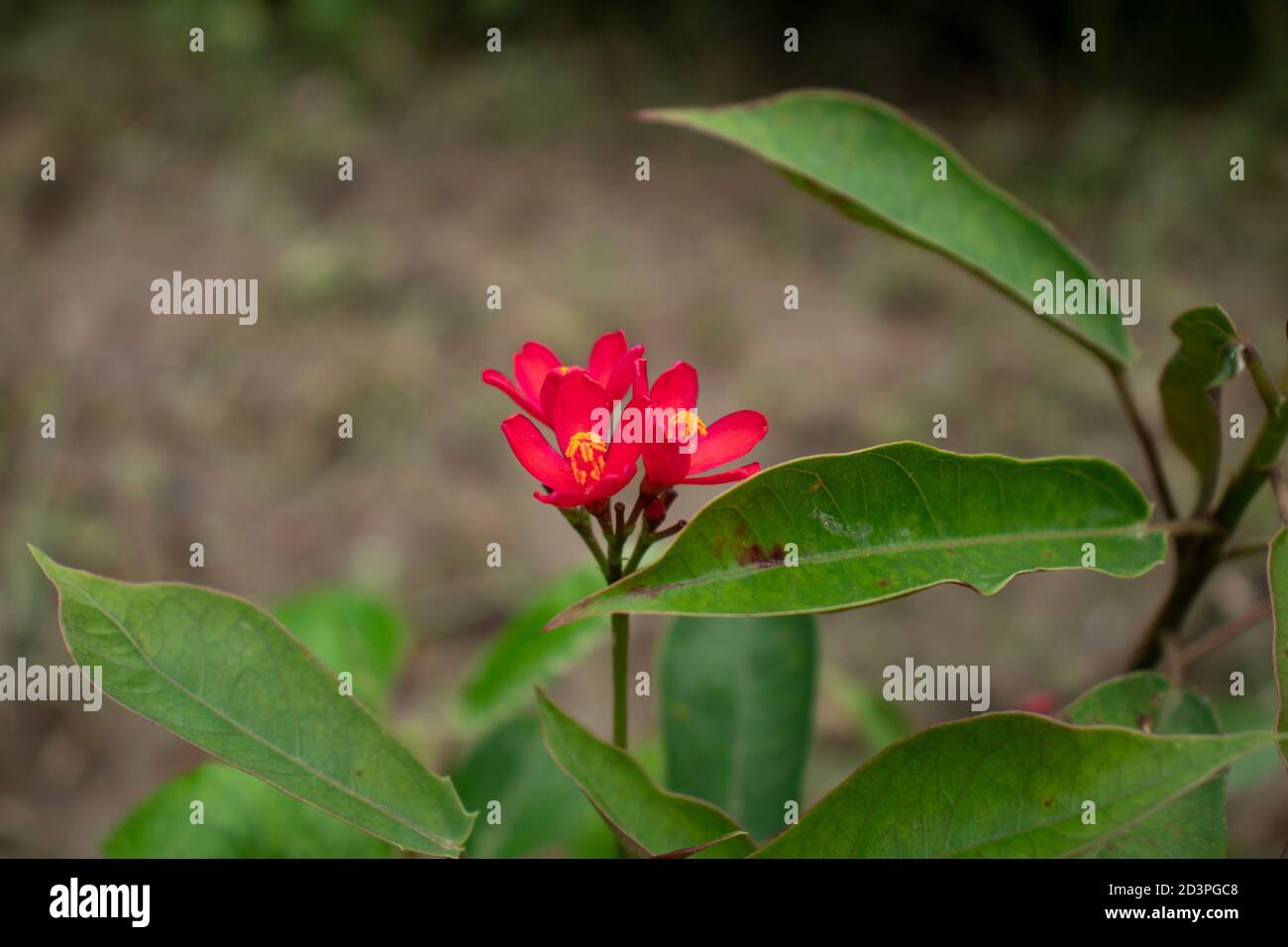 Geissorhiza Species red flower with yellow papri Stock Photo - Alamy