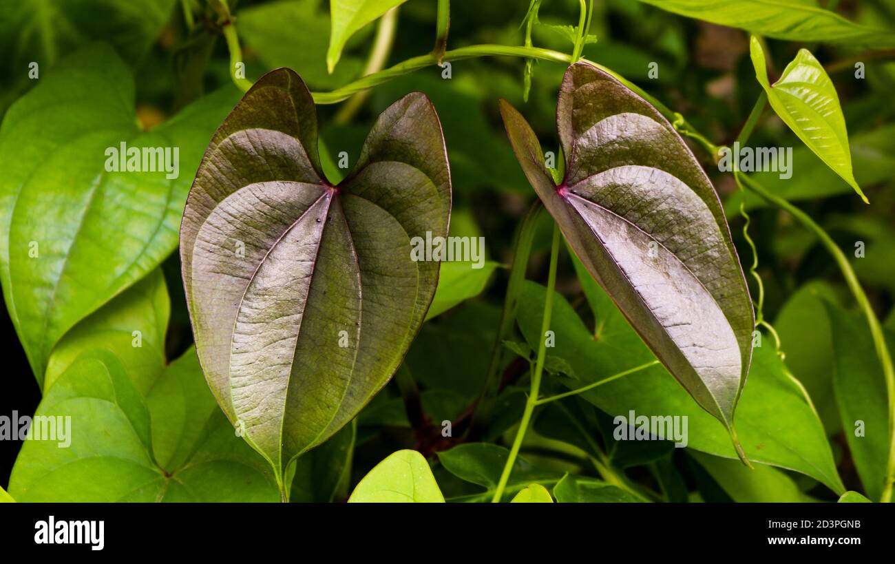 Potatoes leave that hold on above and below the soil. There is a big ...