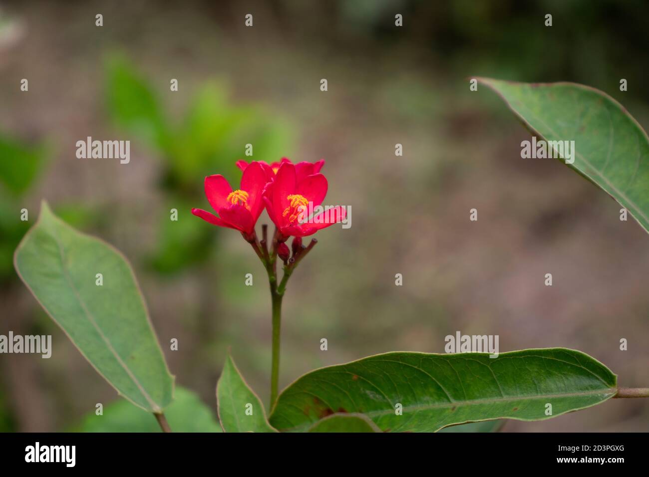 The Geissorhiza Species red flower with yellow papri Stock Photo - Alamy