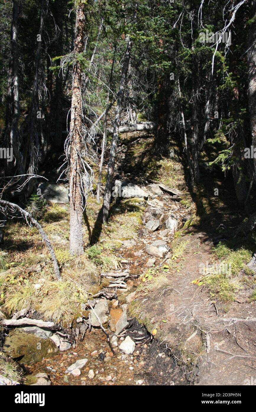 Herman Gulch, CO, filled with autumn grass and trees. Creeks run down ...
