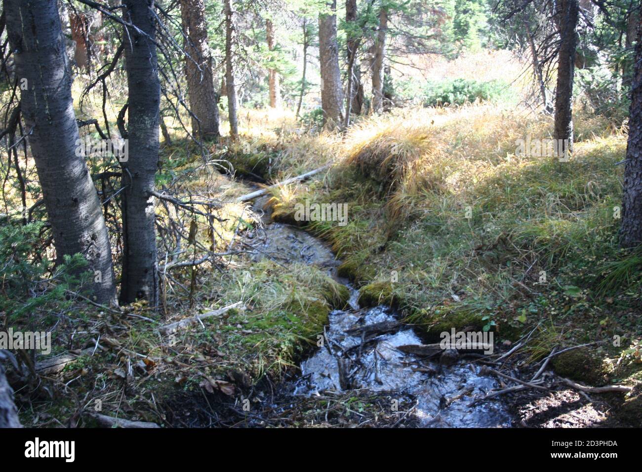 Herman Gulch, CO, filled with autumn grass and trees. Creeks run down ...