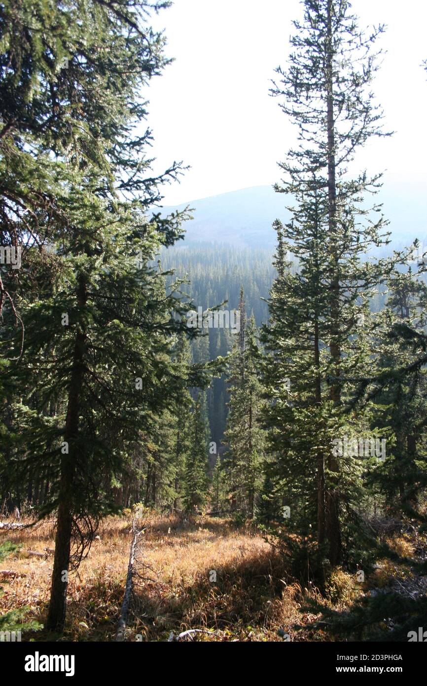 Herman Gulch, CO, shrouded by wildfire smoke over the autumn grass and ...
