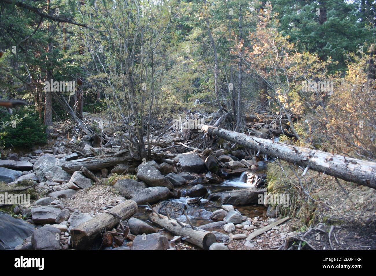 Herman Gulch, CO, filled with autumn grass and trees. Creeks run down ...