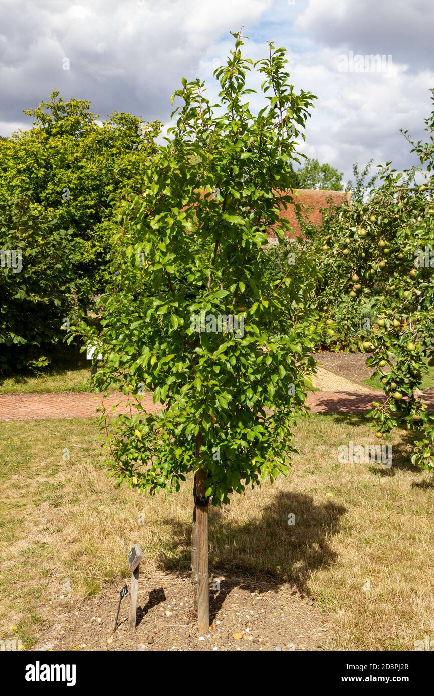 A Shropshire Damson (or just Damson ) 'Prunus institia' in the Tudor ...