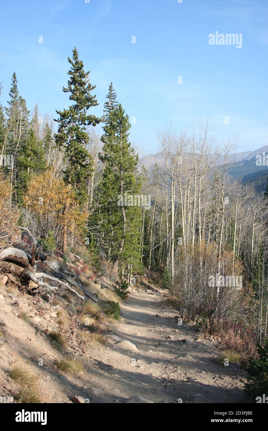 Herman Gulch, CO, filled with autumn grass and trees. Aspen trees turn ...