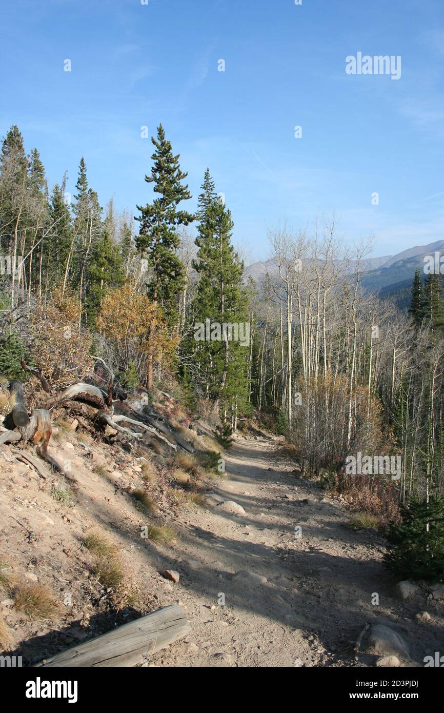 Herman Gulch, CO, filled with autumn grass and trees. Aspen trees turn ...