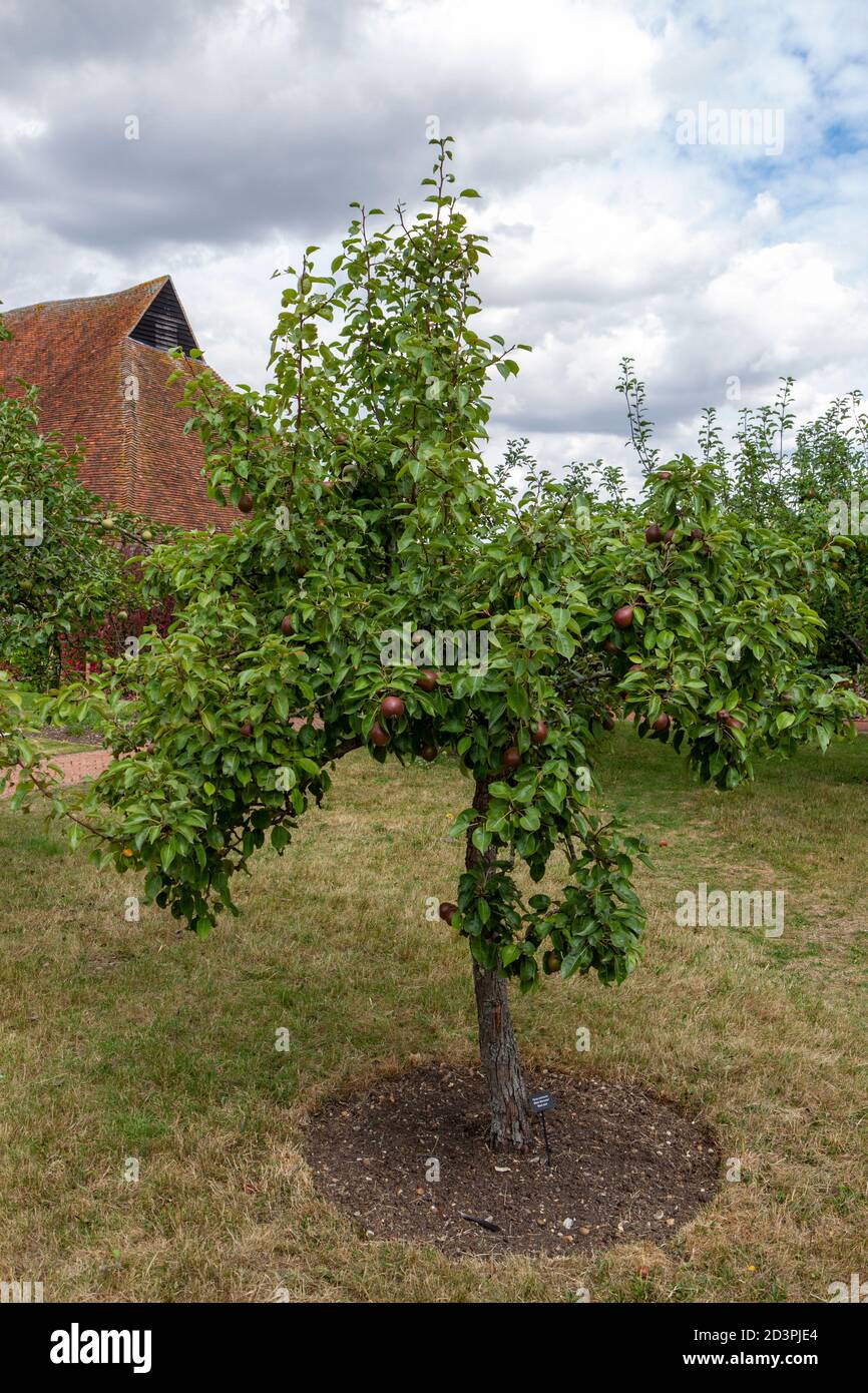 Images Of Pear Trees