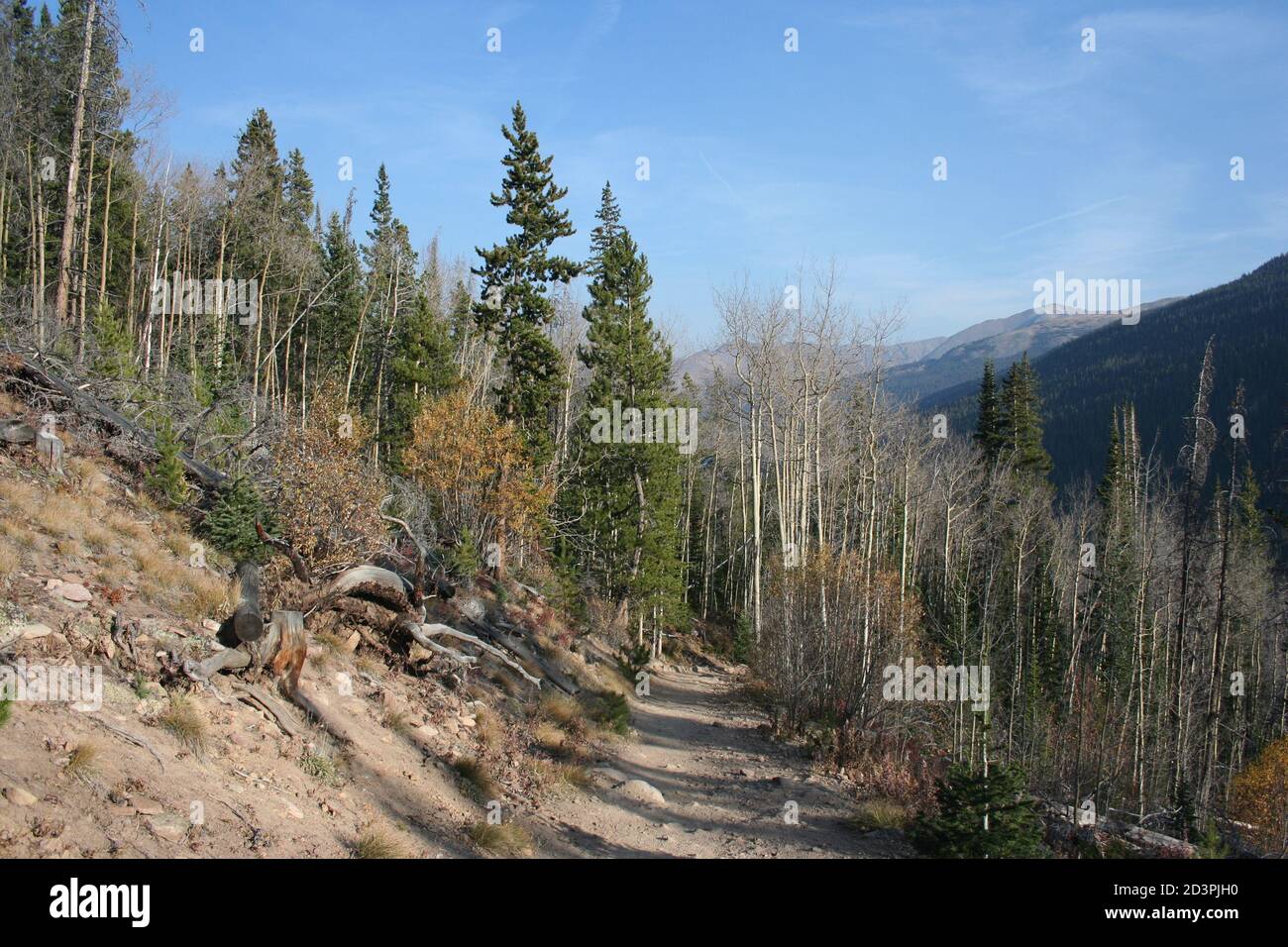 Herman Gulch, CO, filled with autumn grass and trees. Aspen trees turn ...