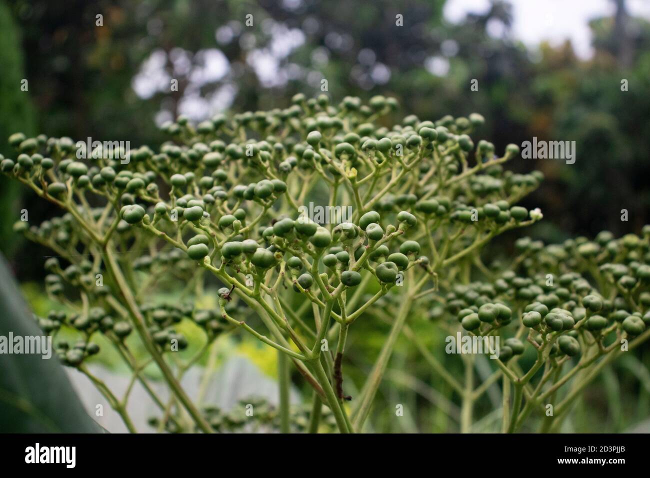 Closeup crape myrtle tree hi-res stock photography and images - Alamy