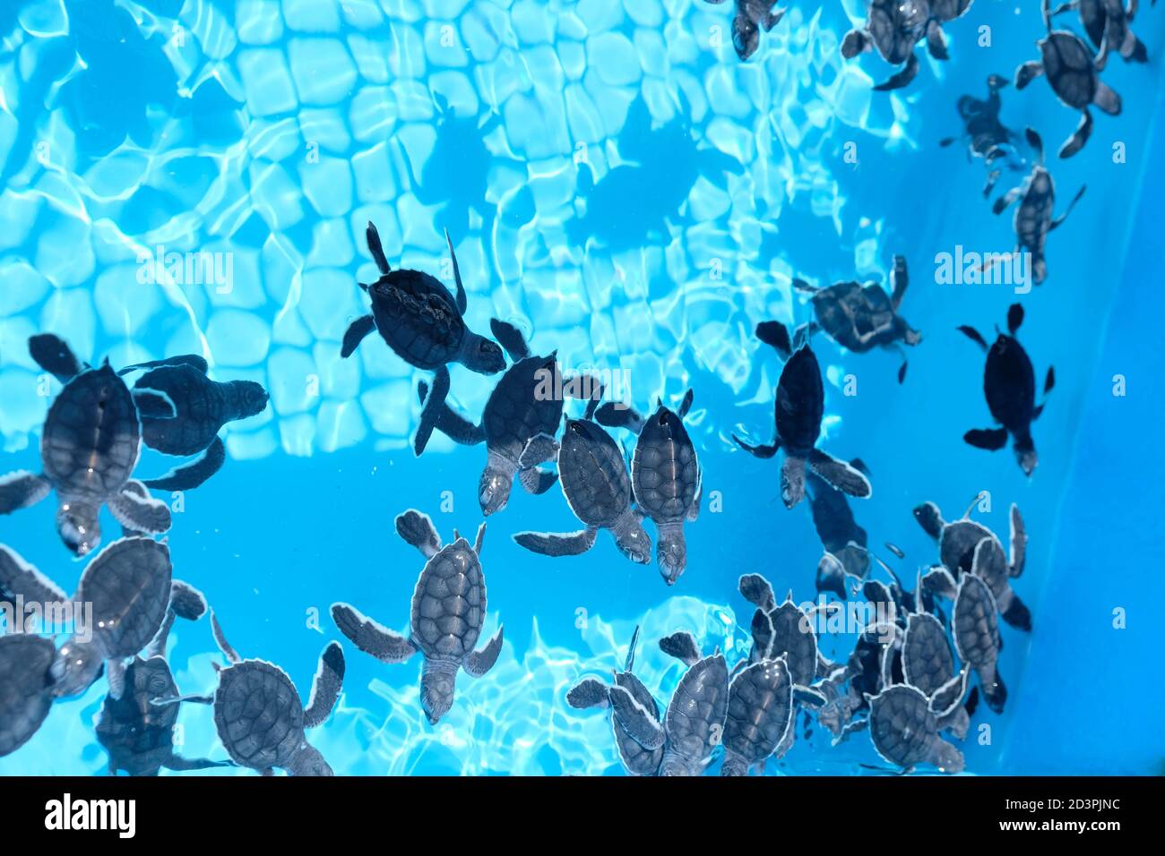 Small growing turtles swimming in a blue pool in a group Stock Photo ...