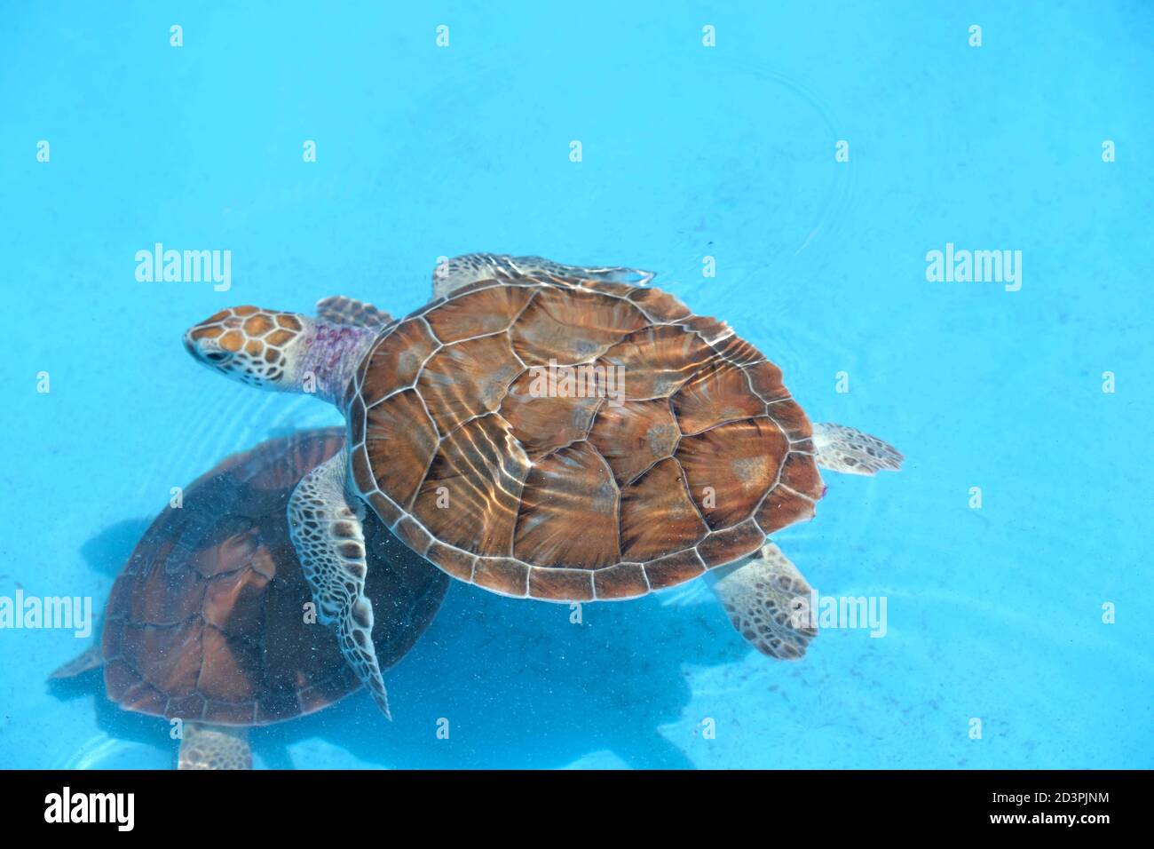 Turtles in a pool hi-res stock photography and images - Alamy