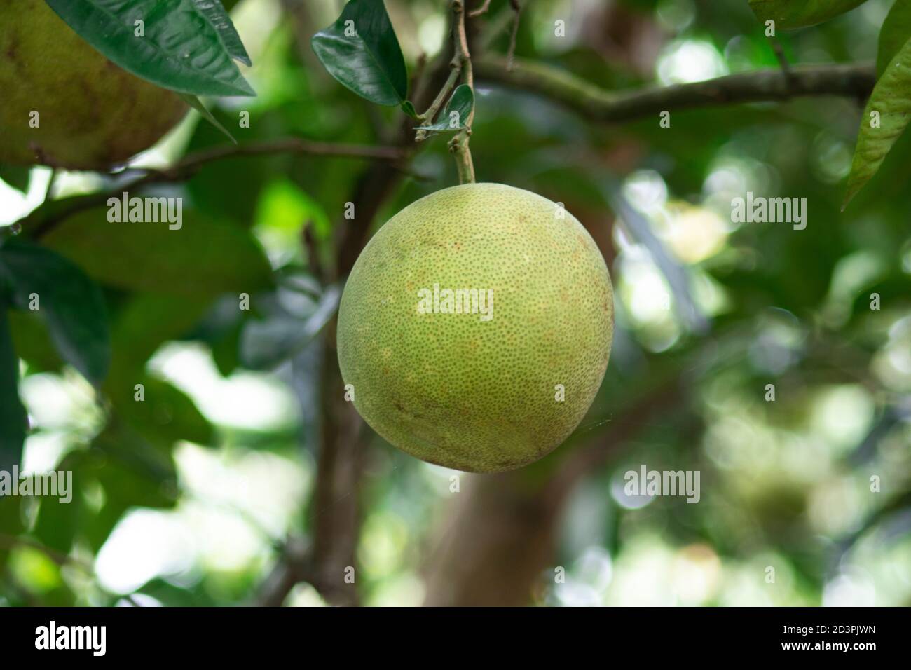 Jambura hi-res stock photography and images - Alamy