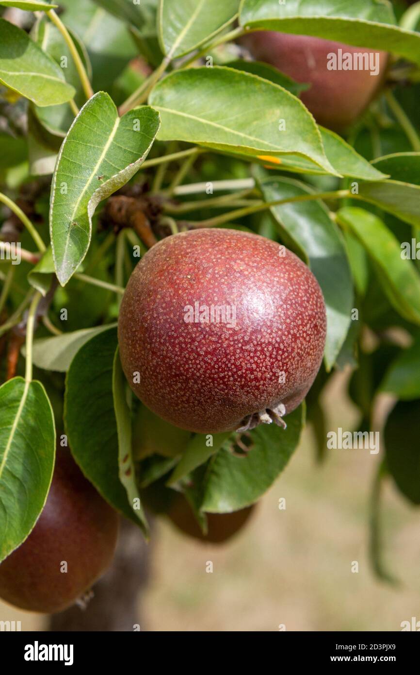 The dark fruit on a Black Worcester, 'Black Pear' (Pryus communis) tree ...