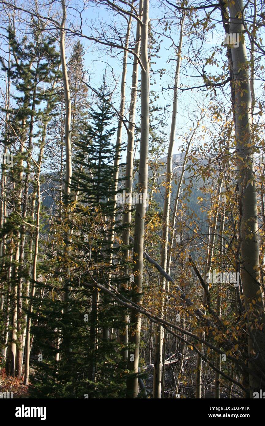 Infestations hi-res stock photography and images - Alamy