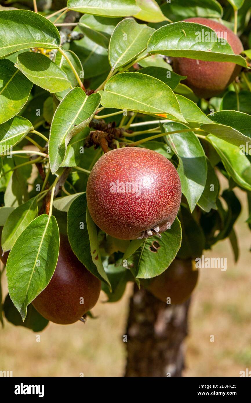 The dark fruit on a Black Worcester, 'Black Pear' (Pryus communis) tree ...