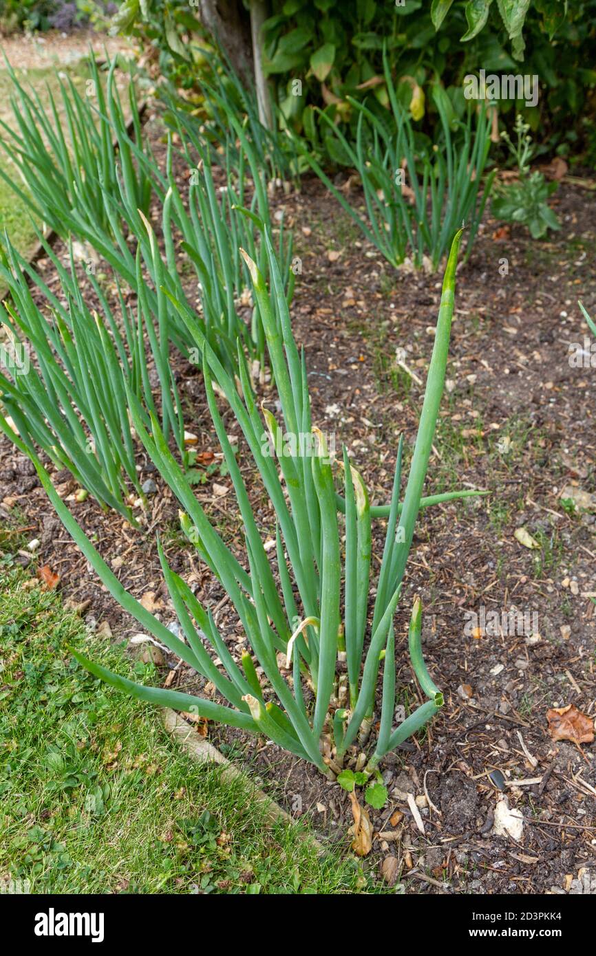 Welsh onion hi-res stock photography and images - Alamy