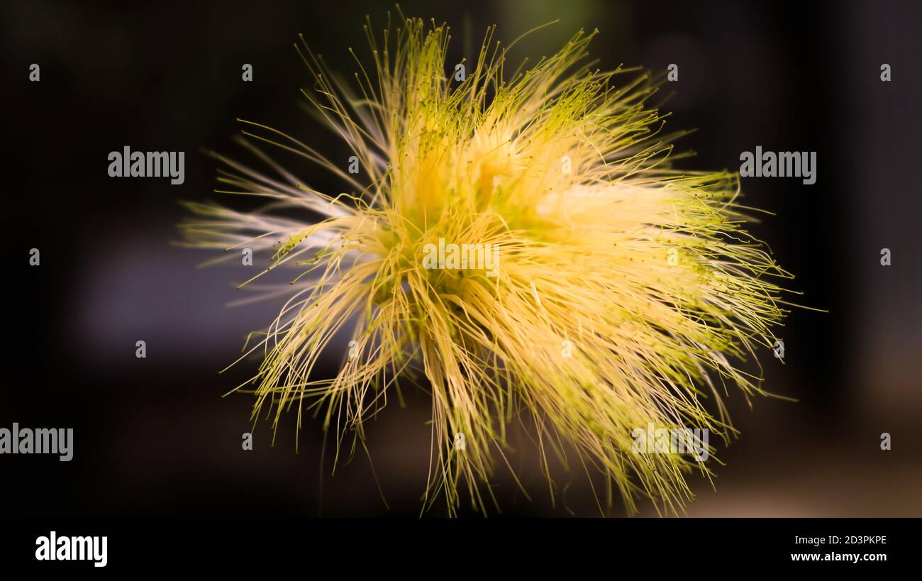 Fiber flower hi-res stock photography and images - Alamy