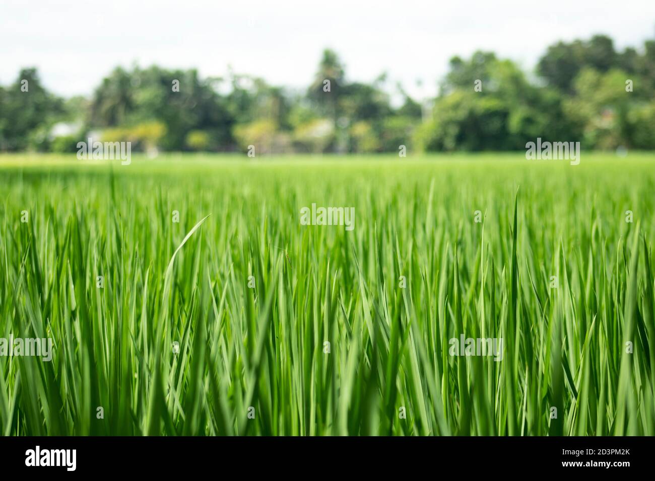 The green baby rice plant field in bangladesh for rice background Stock ...