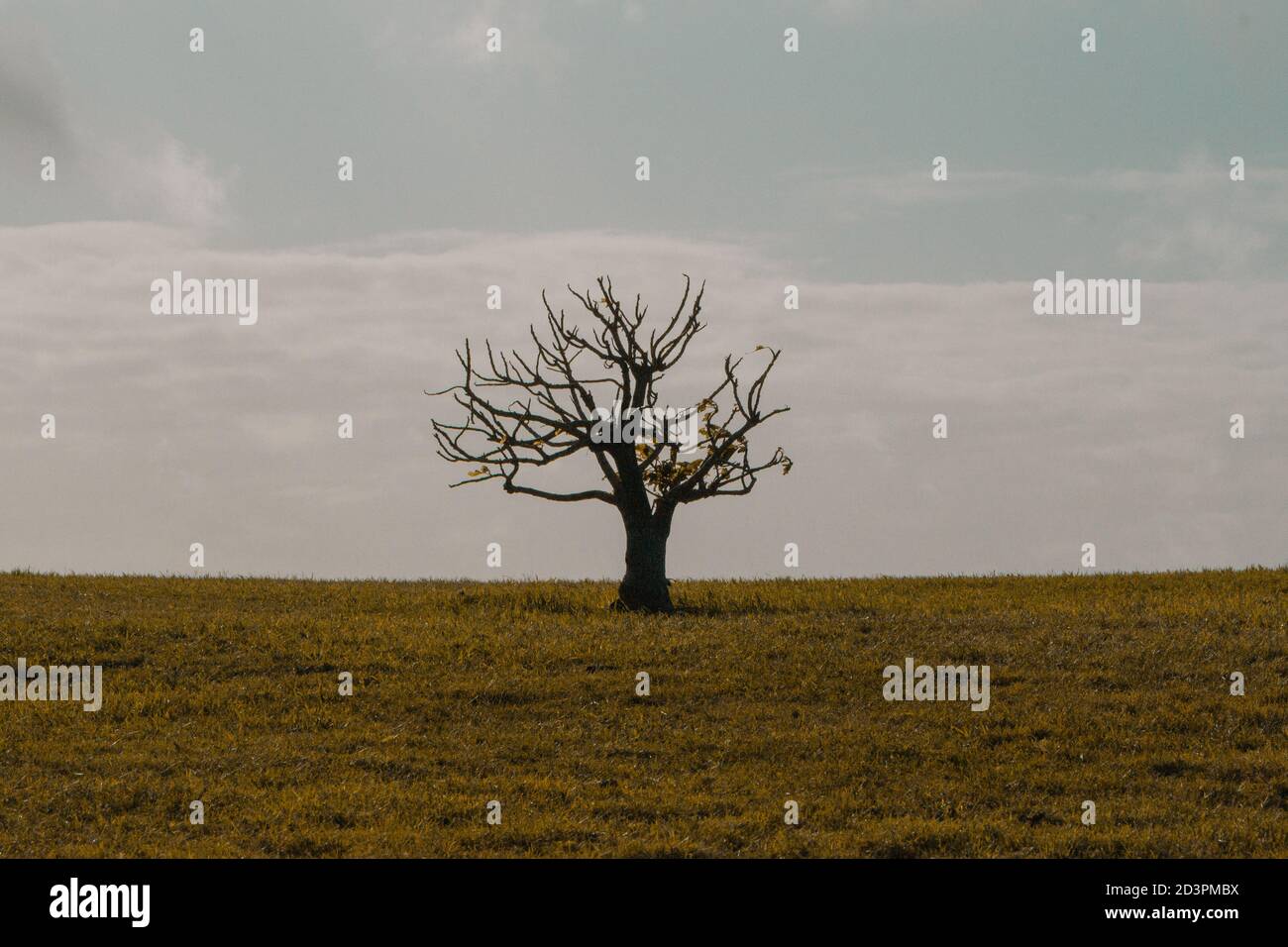 Isolate tree in the countryside Stock Photo - Alamy