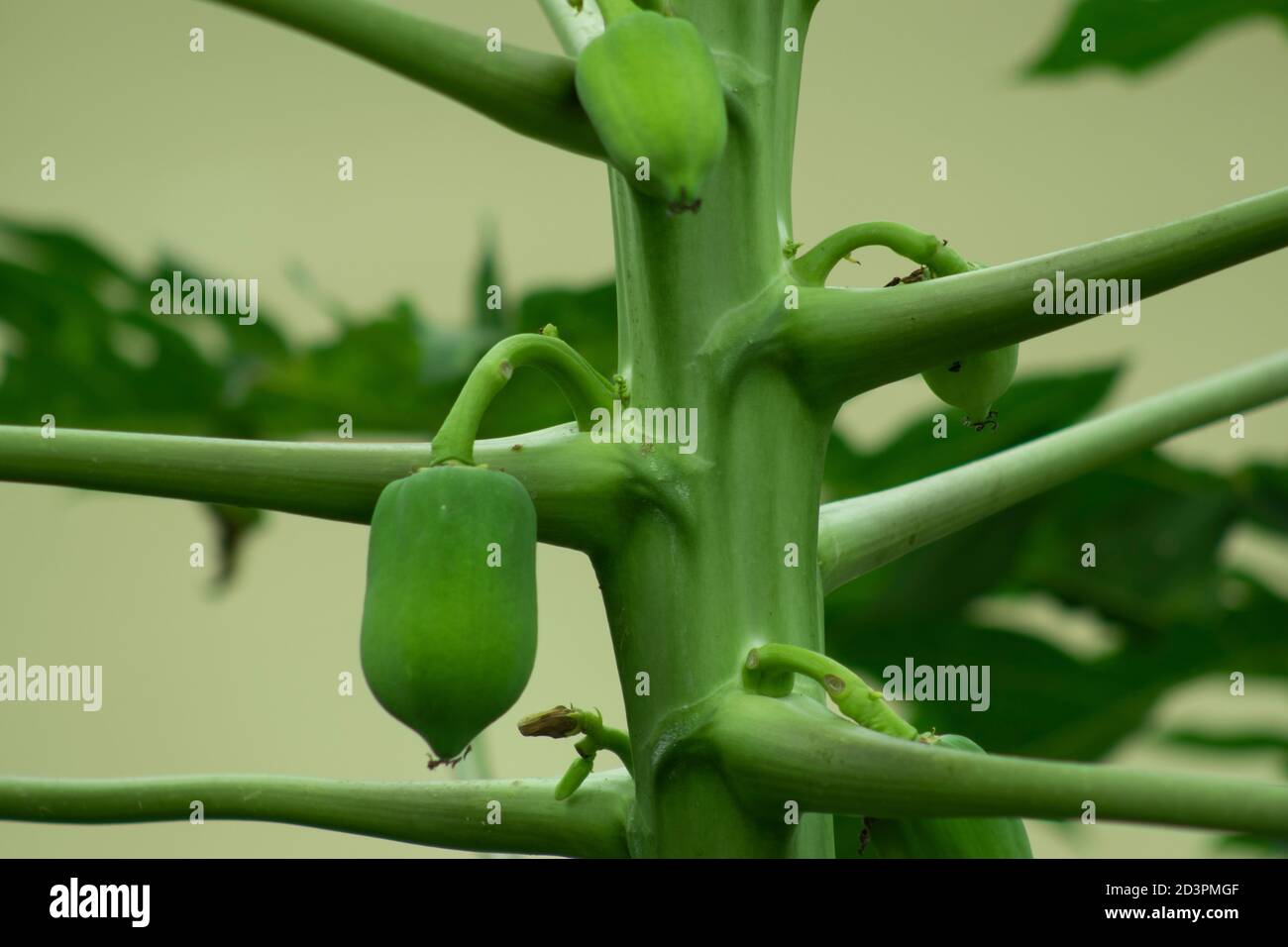 Green Papaya that the fruit of the angels-closeup Stock Photo - Alamy