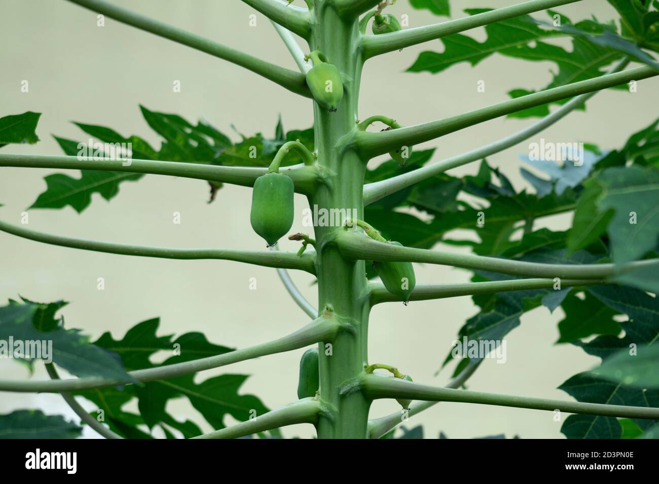 Fruit of the angels hi-res stock photography and images - Alamy