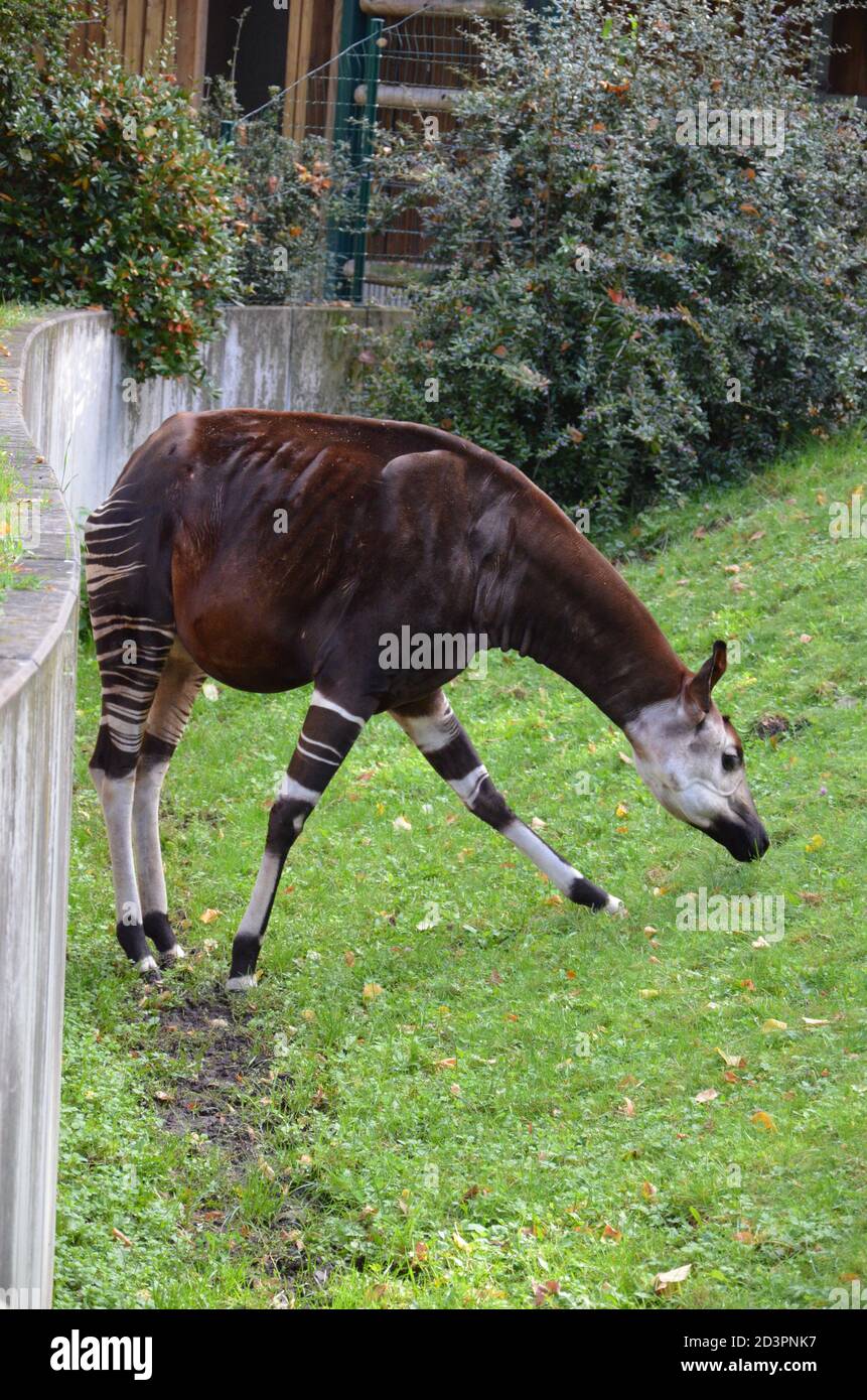 Okapi tongue hi-res stock photography and images - Alamy