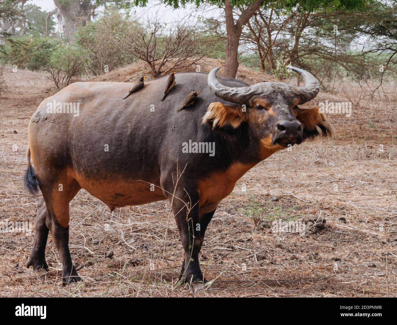 African Water Buffalo at Réserve privée de Bandia Stock Photo - Alamy