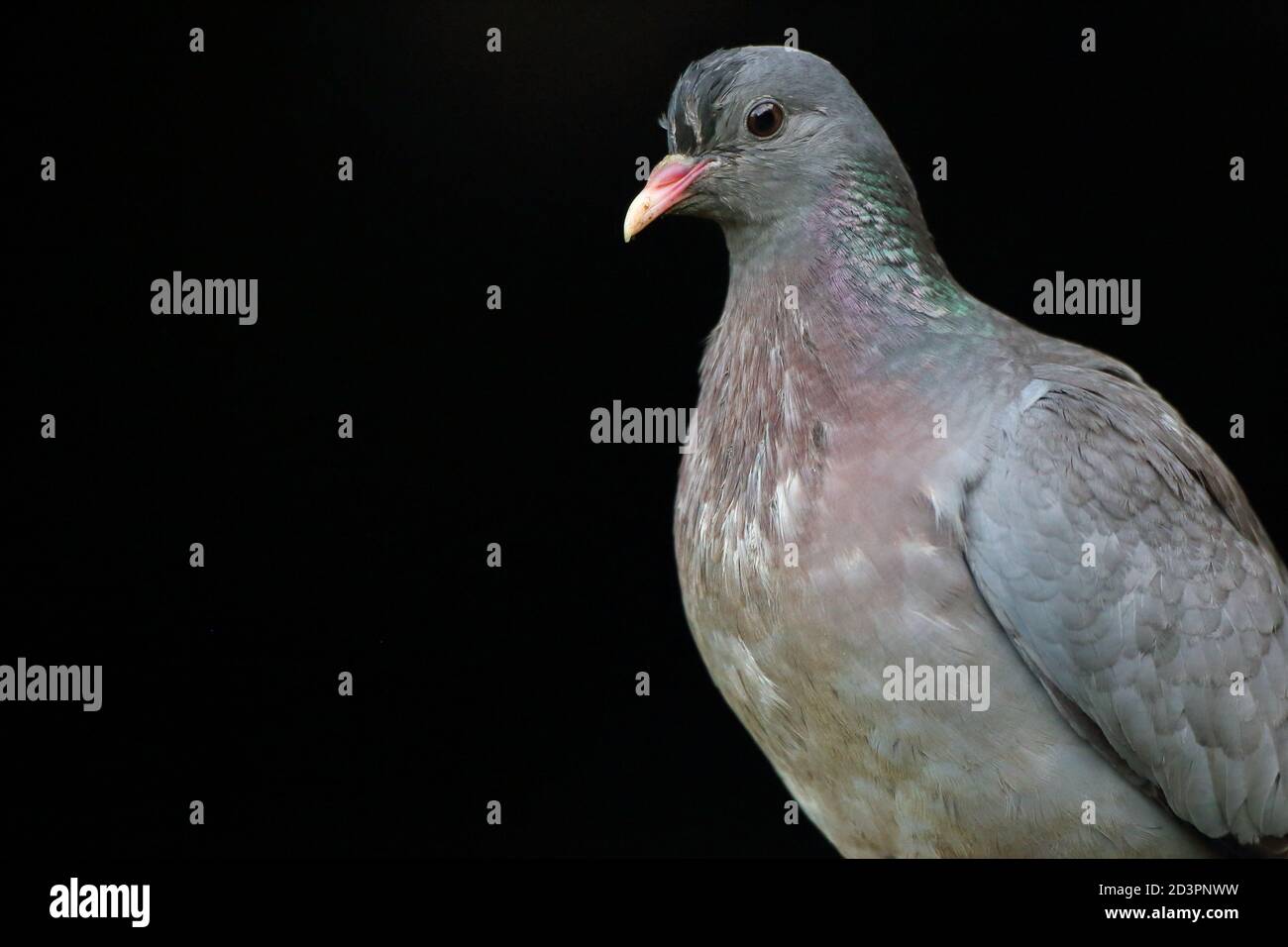 Stock dove identification hi-res stock photography and images - Alamy