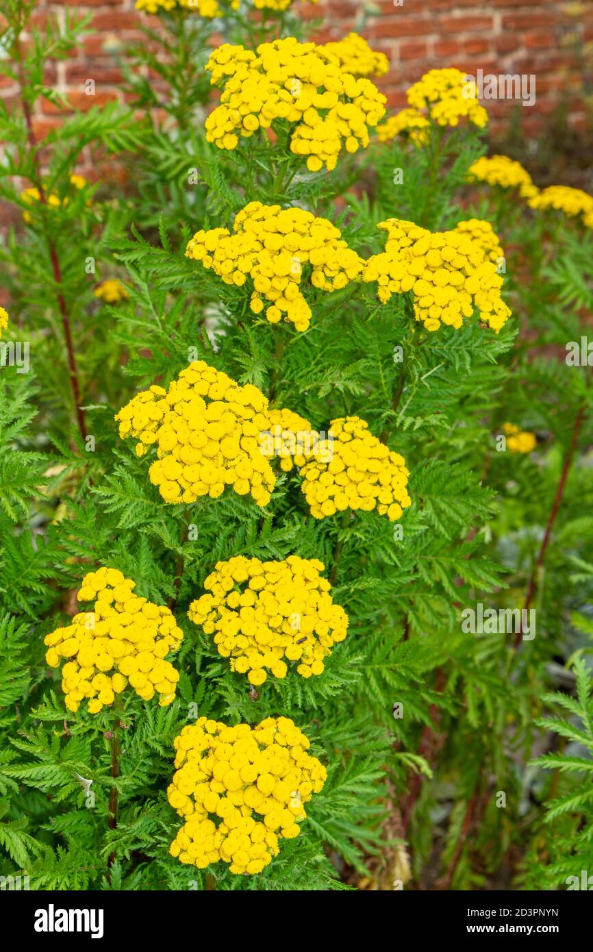 Tansy (Tanacetum vulgare) is a perennial, herbaceous flowering plant in ...