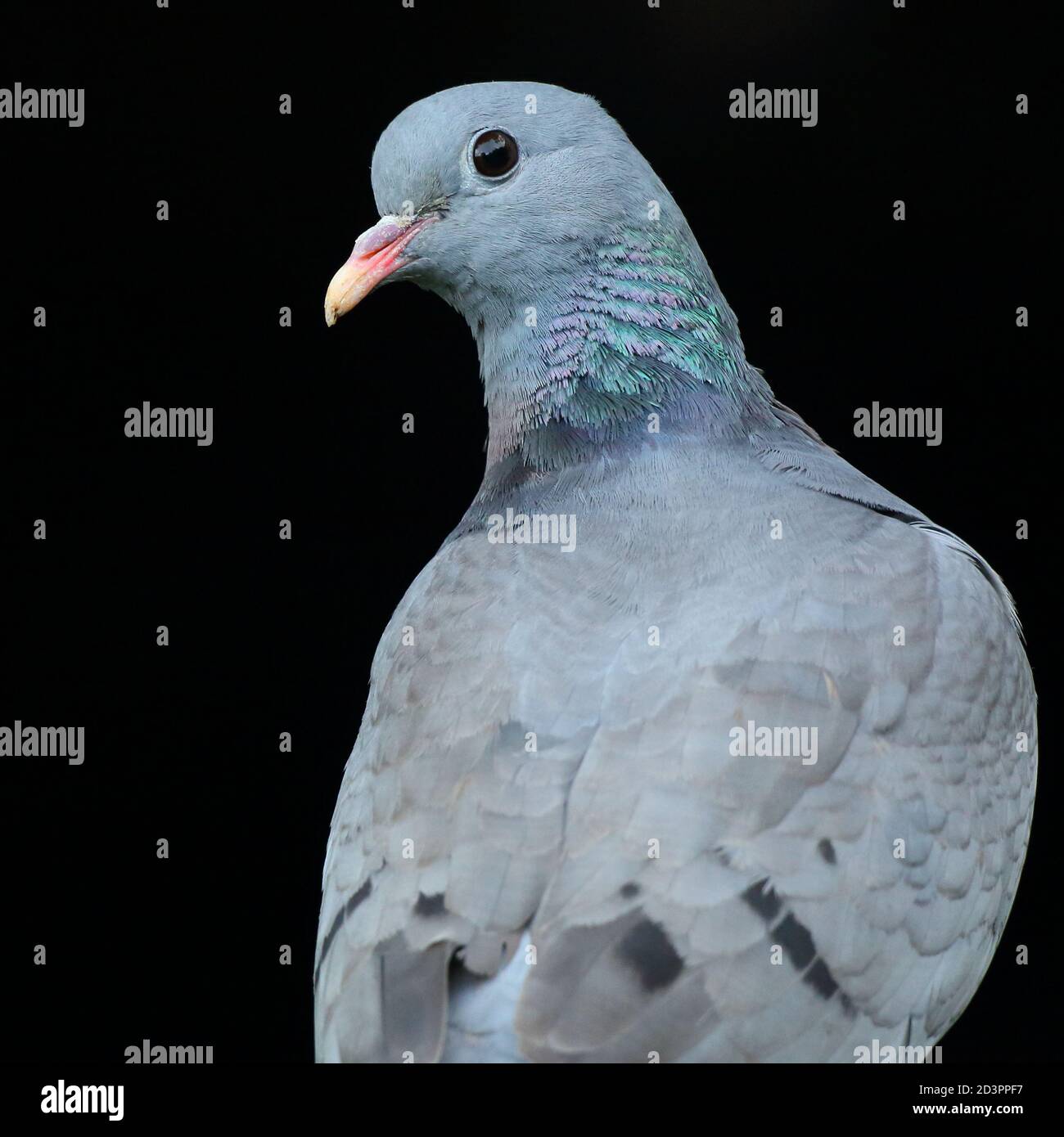 Wing identification markings hi-res stock photography and images - Alamy