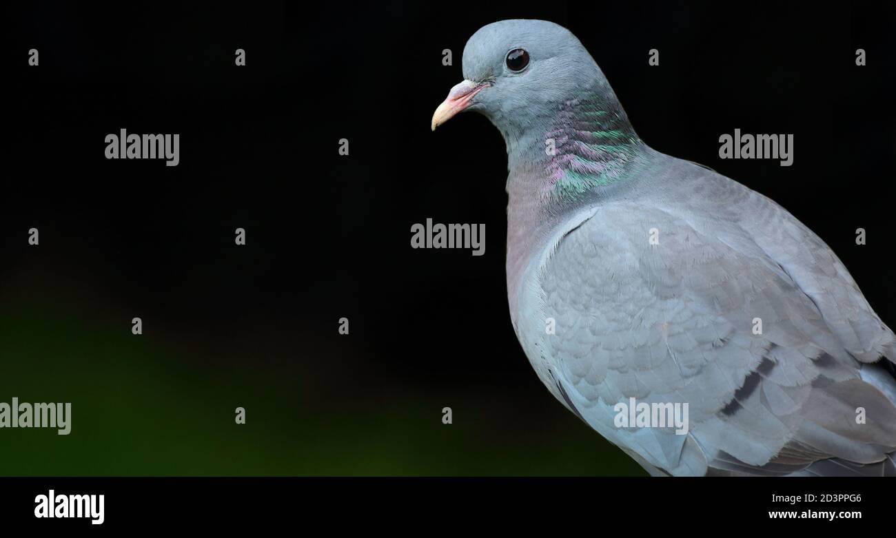 Stock dove neck marking hi-res stock photography and images - Alamy