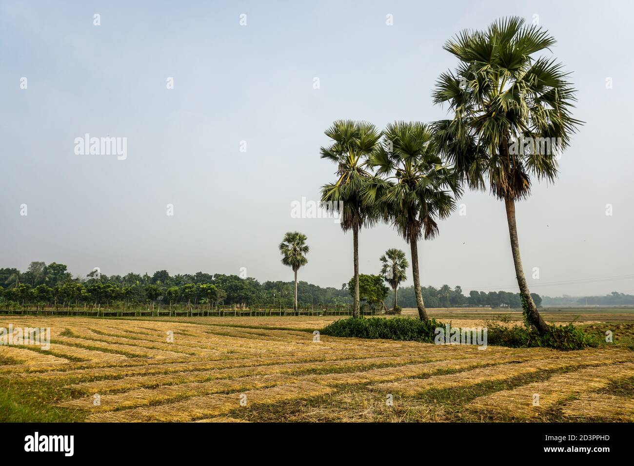 Rows of palm trees in the empty field after harvesting paddy Stock ...