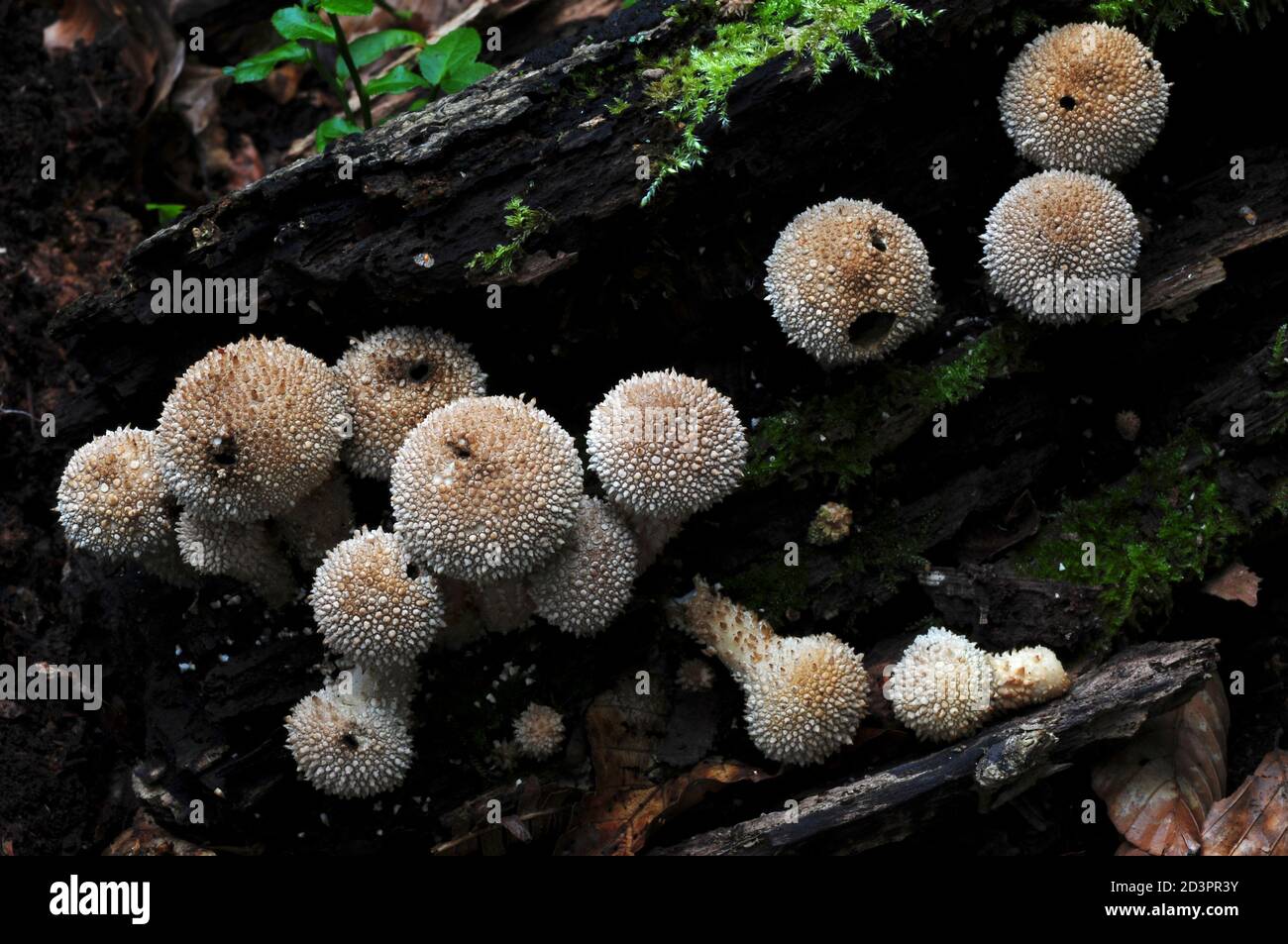 Puff ball fungi hi-res stock photography and images - Alamy