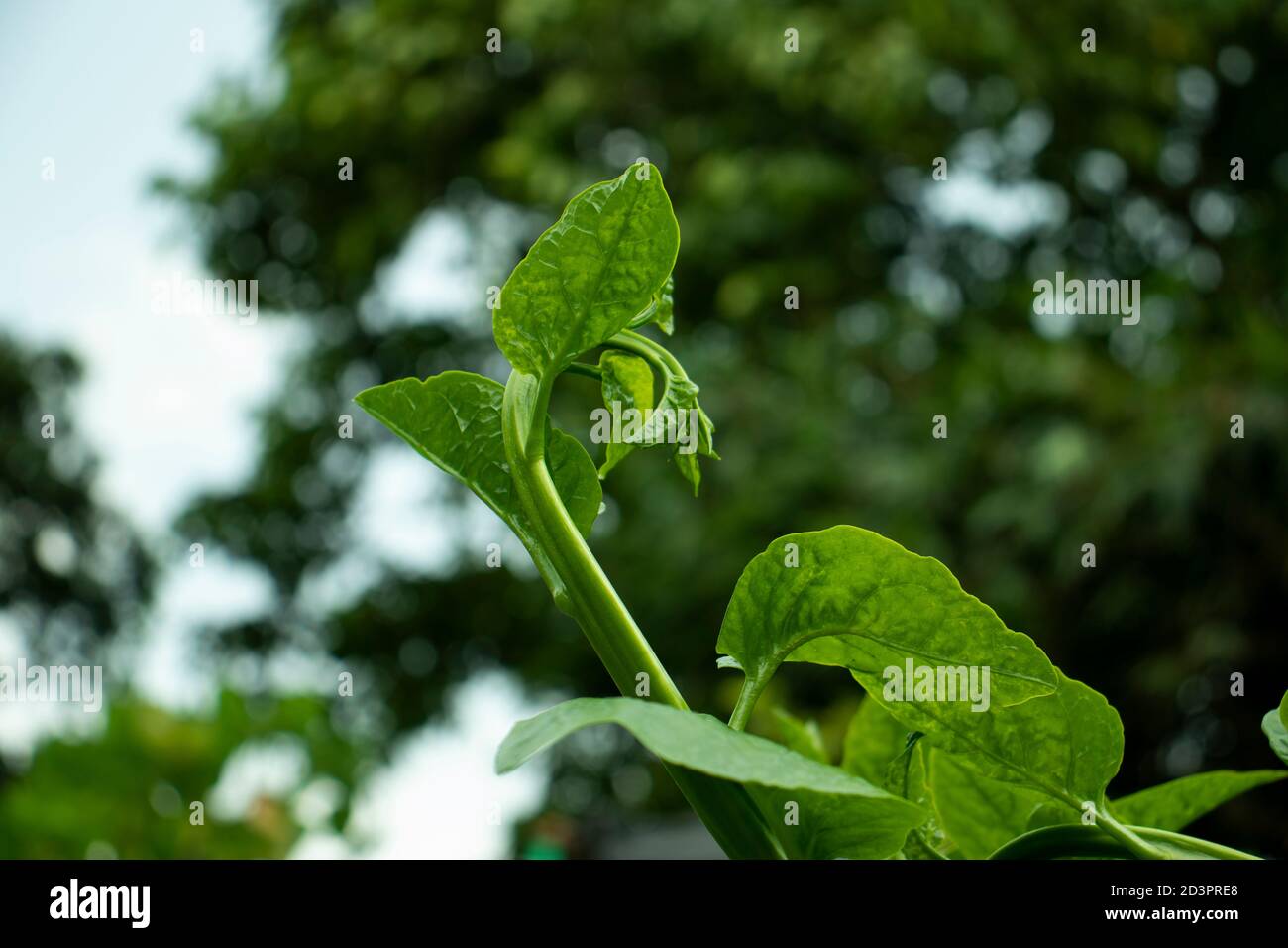 Malabar spinach or Basella alba is an edible perennial vine in the ...