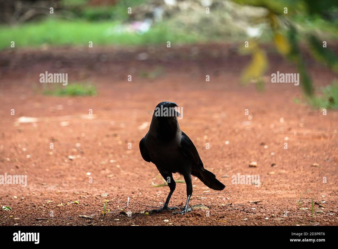 Crow cemetery hi-res stock photography and images - Alamy