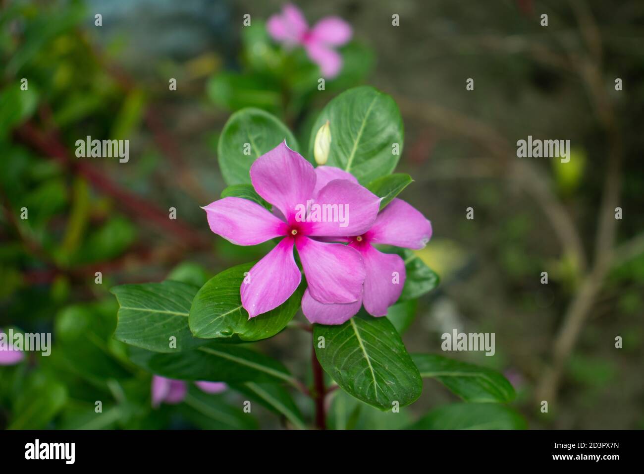 Periwinkle a common name vinca and a pink periwinkle white flower Stock ...